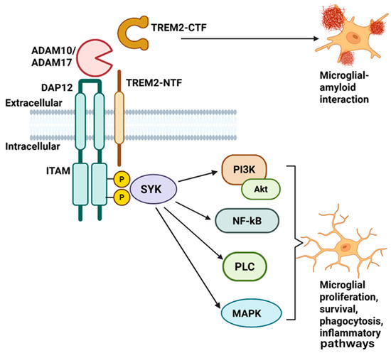TREM2 in Neurodegenerative Disorders: Mutation Spectrum ...