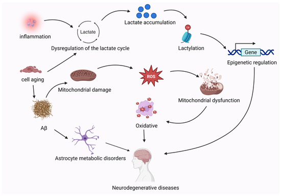 The Roles of Lactate and Lactylation in Diseases Related to ...