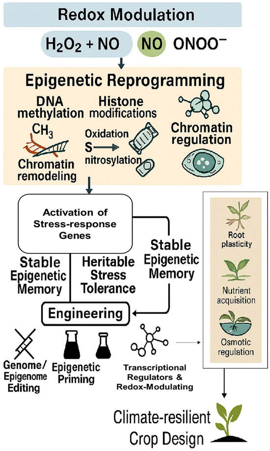 Redox-Epigenetic Crosstalk in Plant Stress Responses: The Roles of Reactive Oxygen and Nitrogen ...