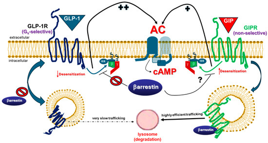 Glucagon-like Peptide-1 Receptor (GLP-1R) Signaling: Making the Case ...