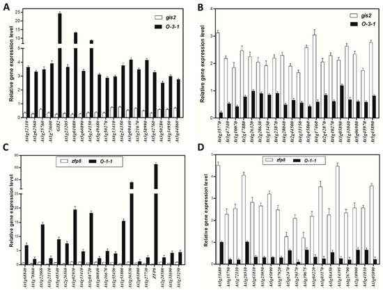 C2H2 Zinc Finger Proteins GIS2 and ZFP8 Regulate Trichome Development ...