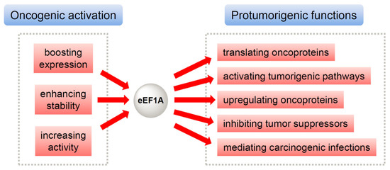 Targeting Eukaryotic Elongation Factor 1A: How Small-Molecule ...