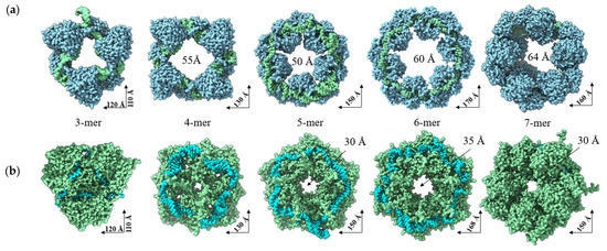 Structural Features of Nucleoproteins from the Recently Discovered ...
