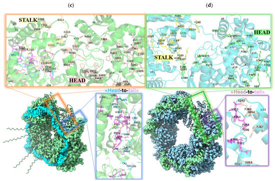 Structural Features of Nucleoproteins from the Recently Discovered ...