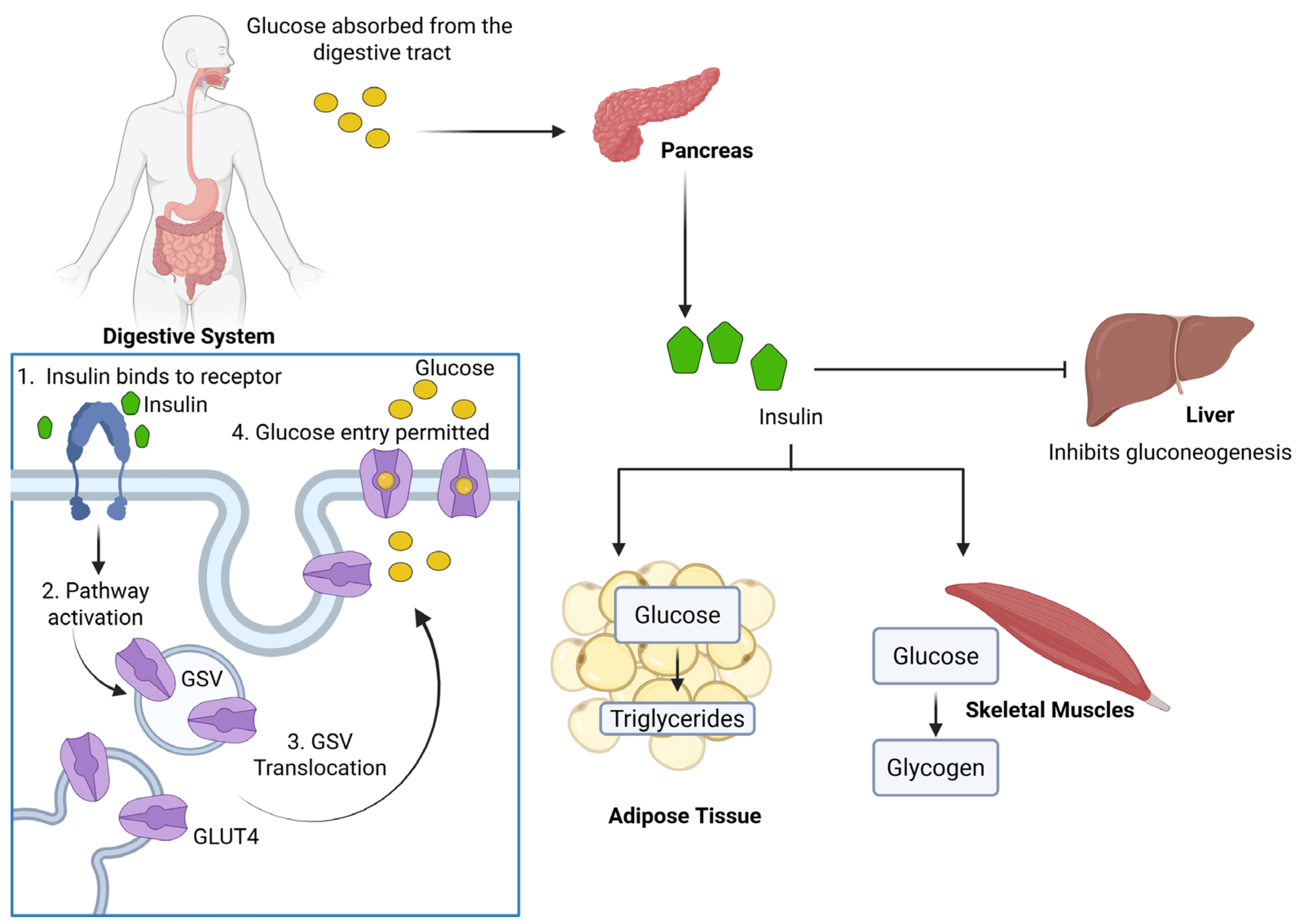 GLUT4 Trafficking and Storage Vesicles: Molecular Architecture ...