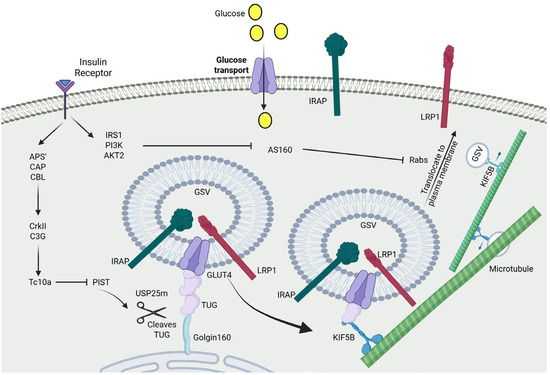 GLUT4 Trafficking and Storage Vesicles: Molecular Architecture ...