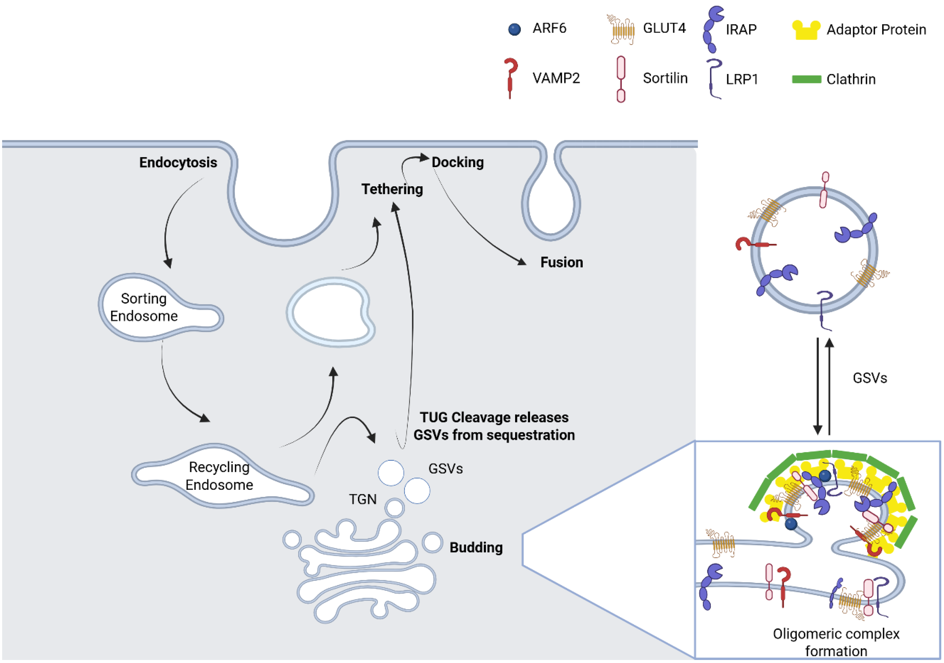 GLUT4 Trafficking and Storage Vesicles: Molecular Architecture ...