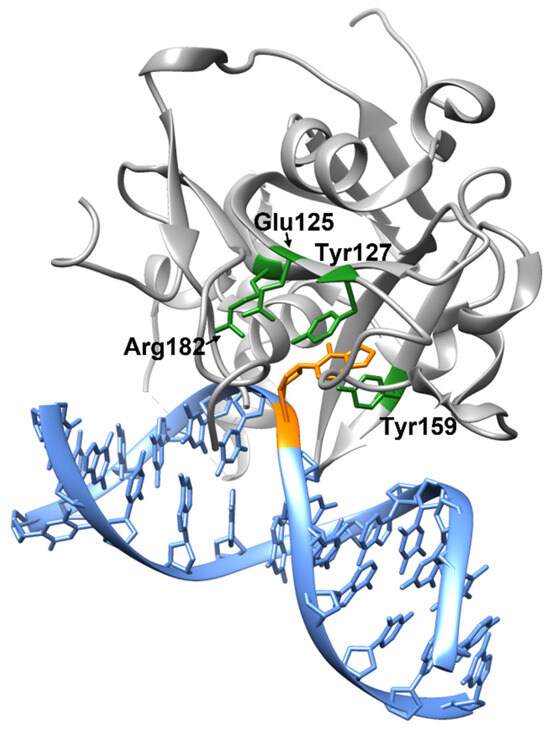 The Link Between Human Alkyladenine DNA Glycosylase and Cancer Development