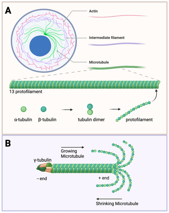 Microtubule-Targeting Agents: Advances in Tubulin Binding and Small ...