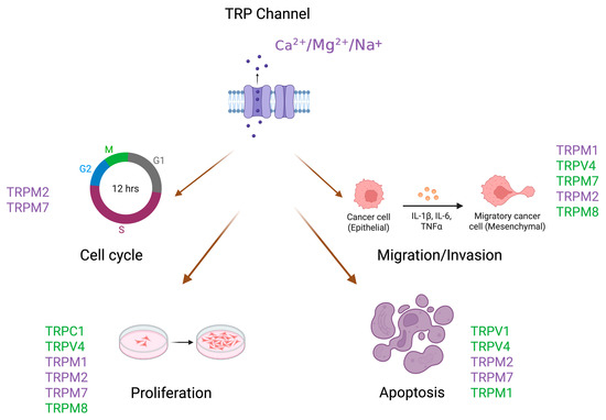 TRP Channels in Skin Cancer: Focus on Malignant Melanoma