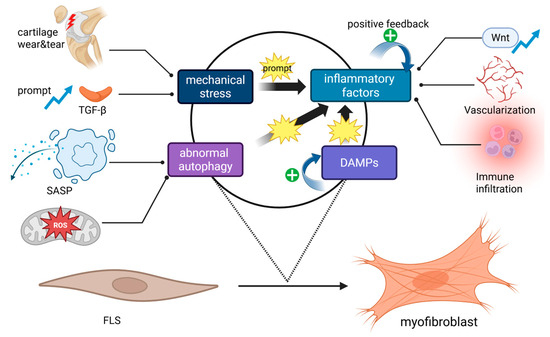 Fibroblast–Myofibroblast Transition in Osteoarthritis Progression ...