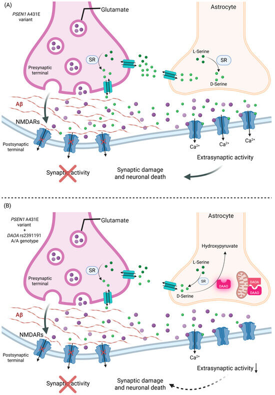 DAOA and APOEε4 as Modifiers of Age of Onset in Autosomal-Dominant ...