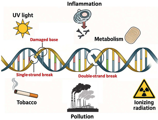 Carbon Dots for Nucleic Acid-Based Diagnostics and Therapeutics: Focus ...