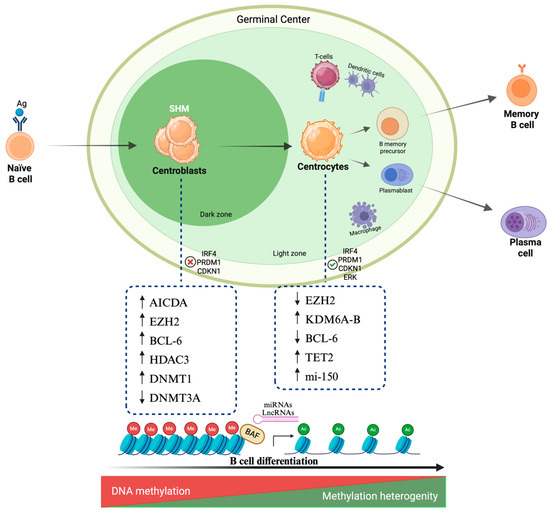 Unraveling the Epigenetic Landscape of Mature B Cell Neoplasia ...