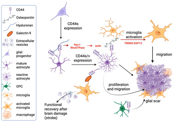 Expression of CD44 and Its Spliced Variants: Innate and Inducible Roles ...