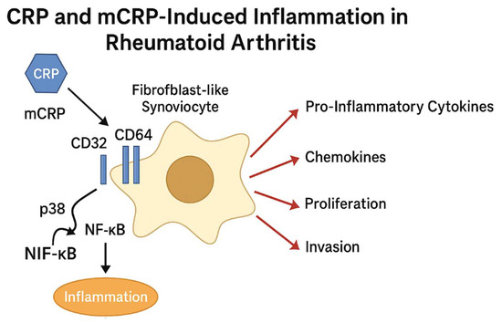 Beyond the Biomarker: Monomeric CRP as a Driver of Multisystem ...