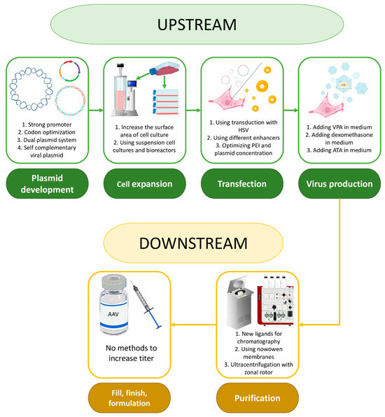 AAV-Based Gene Therapy: Opportunities, Risks, and Scale-Up Strategies