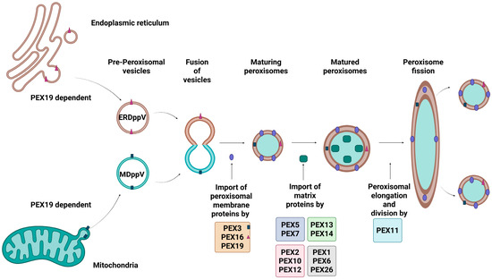 Peroxisome Dysfunction and Steatotic Liver Disease