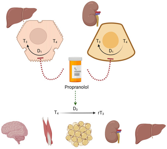 The Therapeutic Potential of Propranolol and Other Beta-Blockers in ...