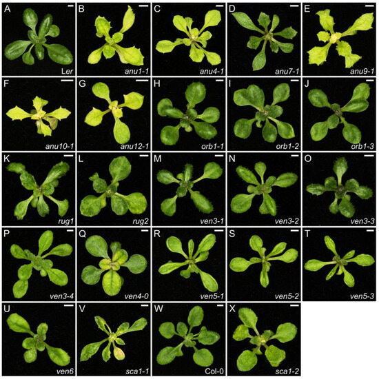 Light and Shadows: Insights from Large-Scale Visual Screens for ...