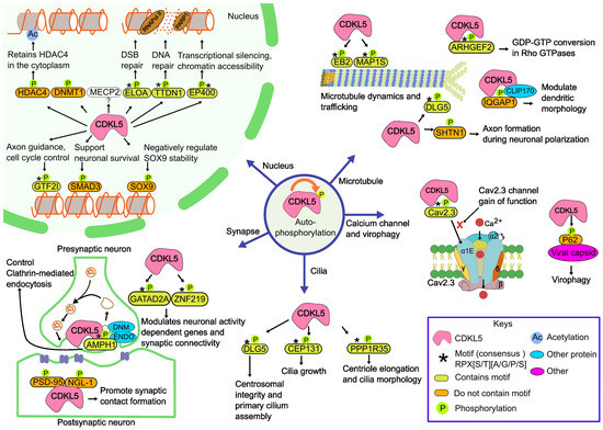 CDKL5 Deficiency Disorder: Revealing the Molecular Mechanism of ...
