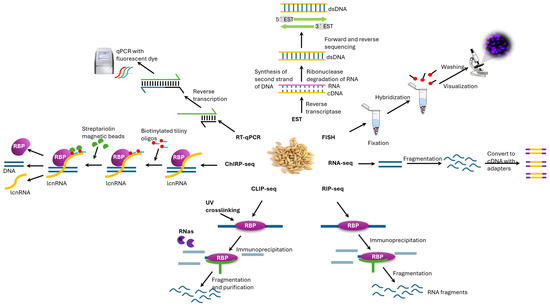 Long Noncoding RNAs as Emerging Regulators of Seed Development ...