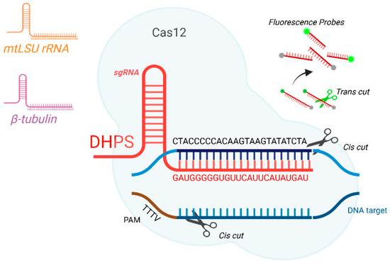 CRISPR-Cas12 Application for the Detection of Pneumocystis jirovecii in Immunodepression ...