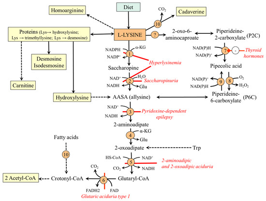 Lysine: Sources, Metabolism, Physiological Importance, and Use as a ...