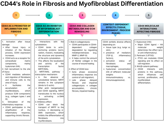 CD44 as a Central Integrator of Inflammation and Fibrosis: From ...