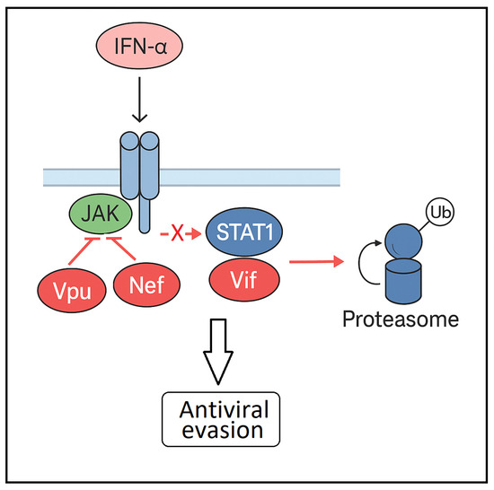 The STAT Signaling Pathway in HIV-1 Infection: Roles and Dysregulation