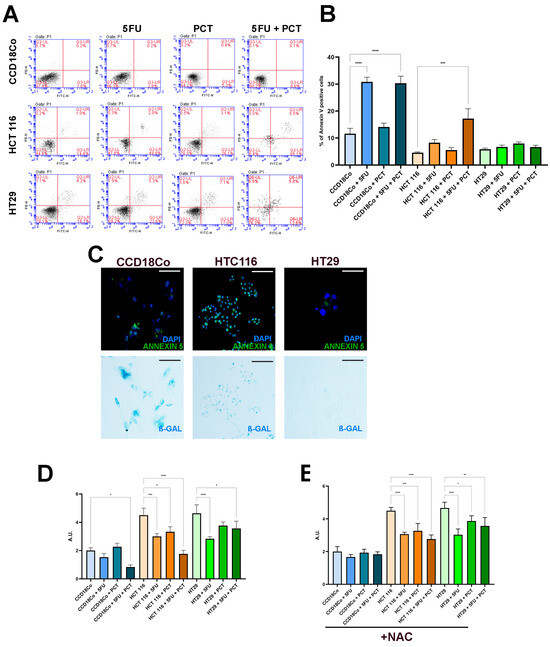 Selective Senolysis of 5FU-Induced CRC Senescent Cells by Piceatannol ...