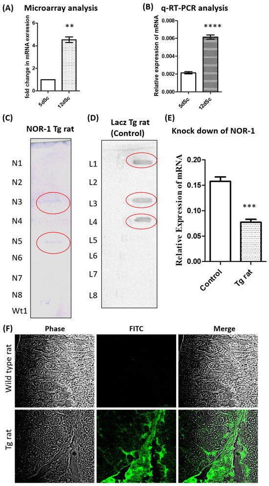 Nor1 and Mitophagy: An Insight into Sertoli Cell Function Regulating ...