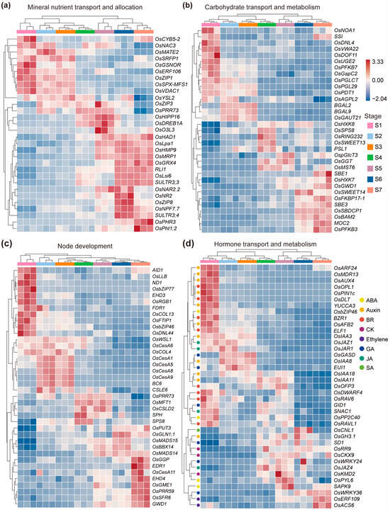 Spatiotemporal Transcriptome Profiling Reveals Nutrient Transport ...
