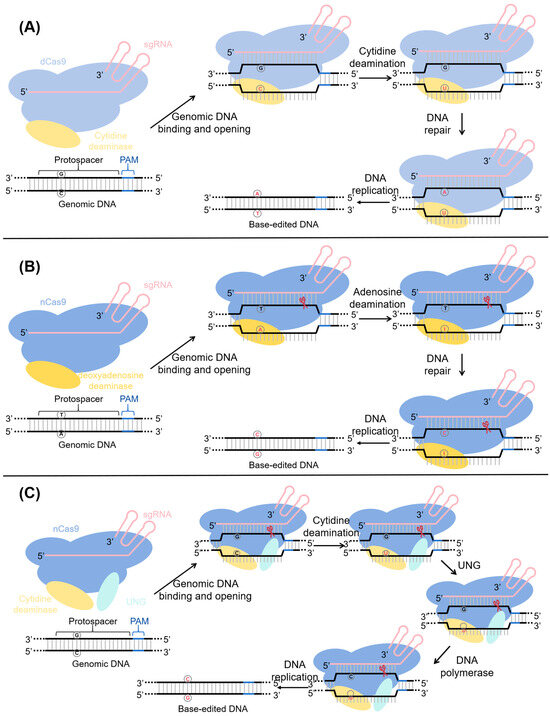Advances and Applications of Plant Base Editing Technologies