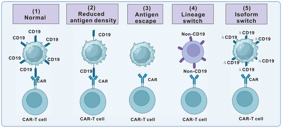 Limitations of CAR-T-Cell Therapy in Hematologic Malignancies: Focusing on Antigen Escape and T ...