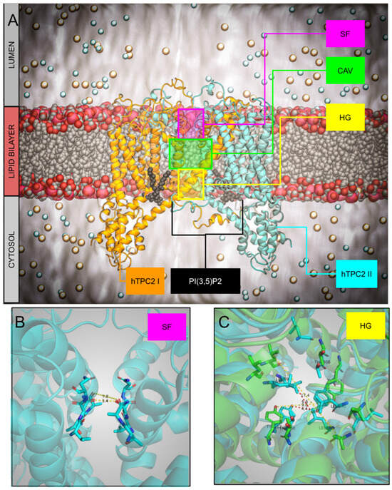 The Two-Pore Channel 2 in Human Physiology and Diseases: Functional ...