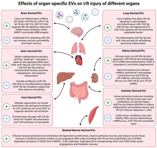 Organ-Specific Extracellular Vesicles in the Treatment of Ischemic ...