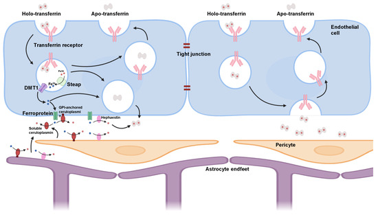 Targeting Transferrin Receptor 1 for Enhancing Drug Delivery Through ...