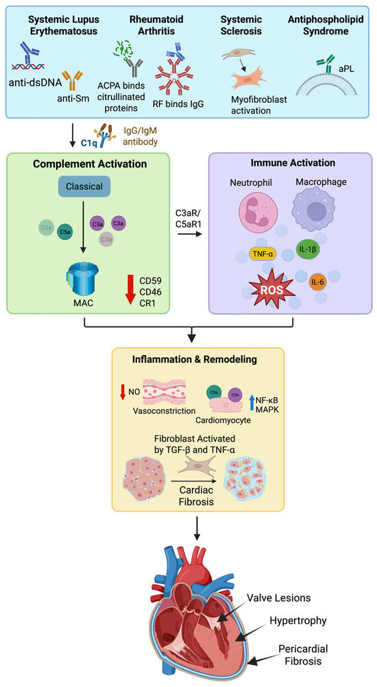 Functional Roles of the Complement Immune System in Cardiac ...