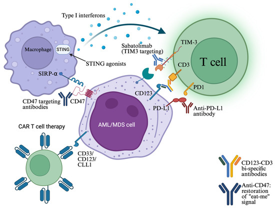 Molecular and Clinical Insights into TP53-Mutated MDS and AML