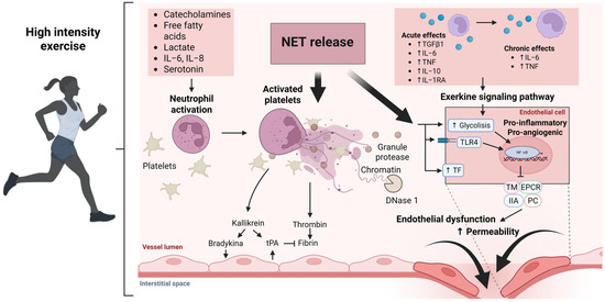 Effects of Exercise on Cardiovascular and Metabolic Responses in Adults ...