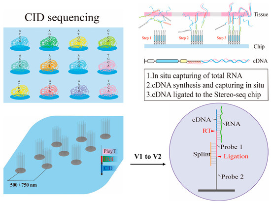 Enhancing RNA Capture Efficiency in Spatial Transcriptomics: A Review ...