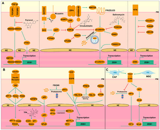 Epithelial to Mesenchymal Transition Transcriptional Regulator ZEB1 in ...