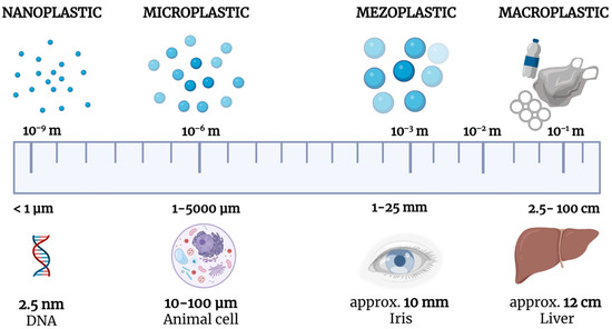 Polystyrene Nanoplastics in Human Gastrointestinal Models—Cellular and ...