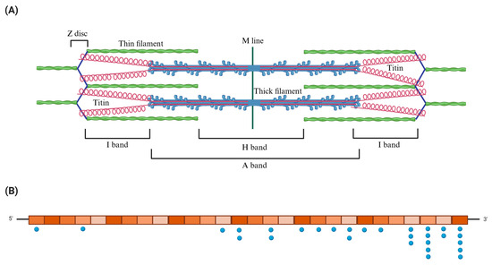 Spectrum and Clinical Interpretation of TTN Variants in Ecuadorian ...