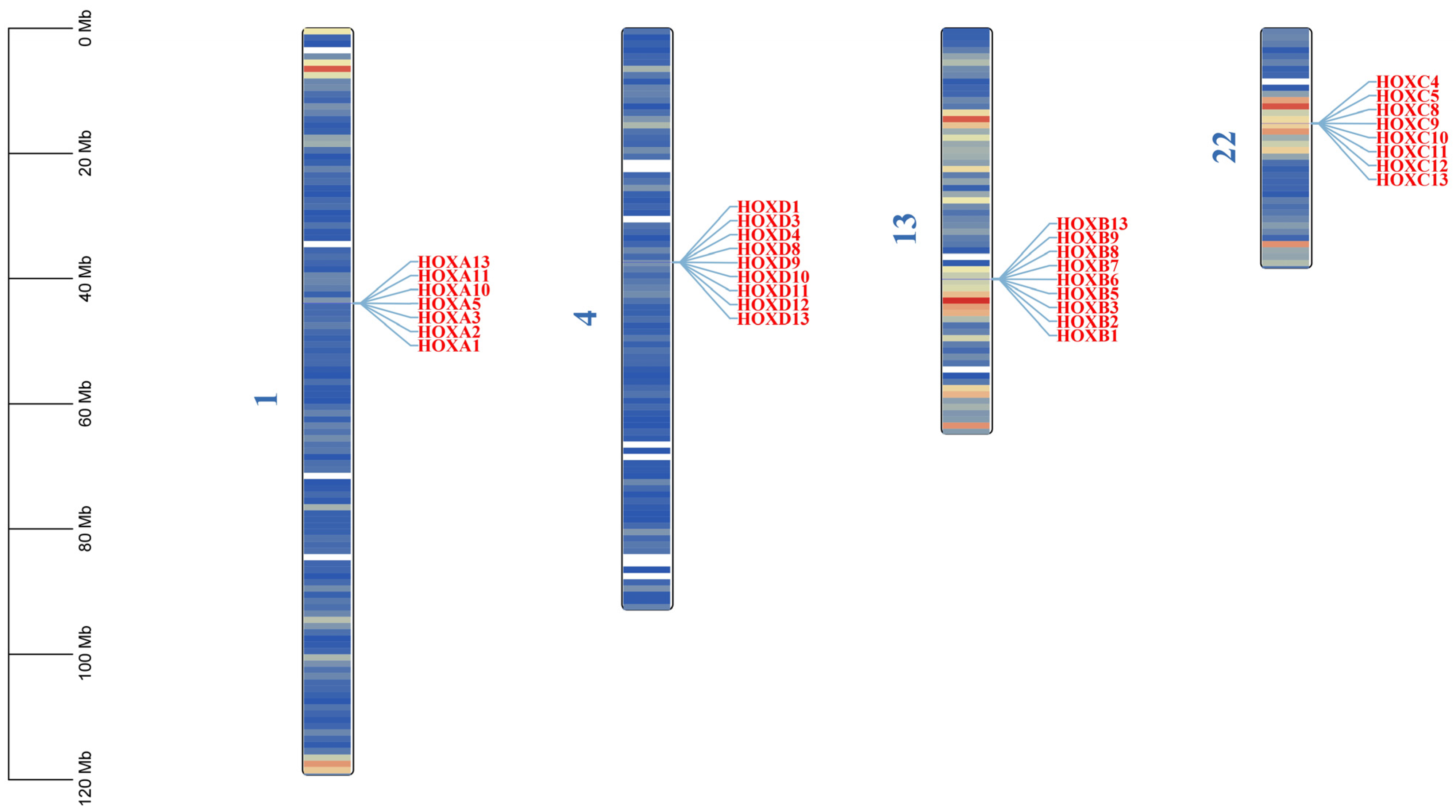 Genome-Wide Characterization of the HOX Gene Family: Evolution and ...