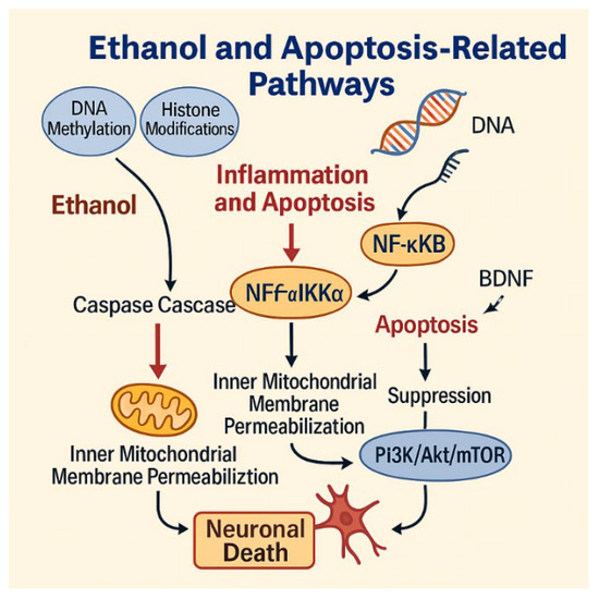 Neurotoxicity of Chronic Alcohol Exposure: Mechanistic Insights ...