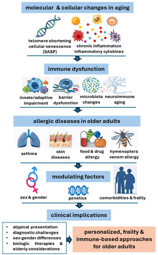 Immunosenescence and Allergy: Molecular and Cellular Links Between ...