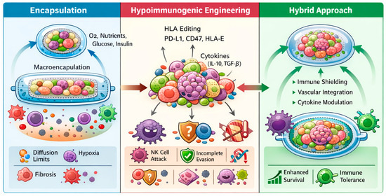 Reconstructing the Islets: Advances in 3D Pancreatic Organoid Models ...