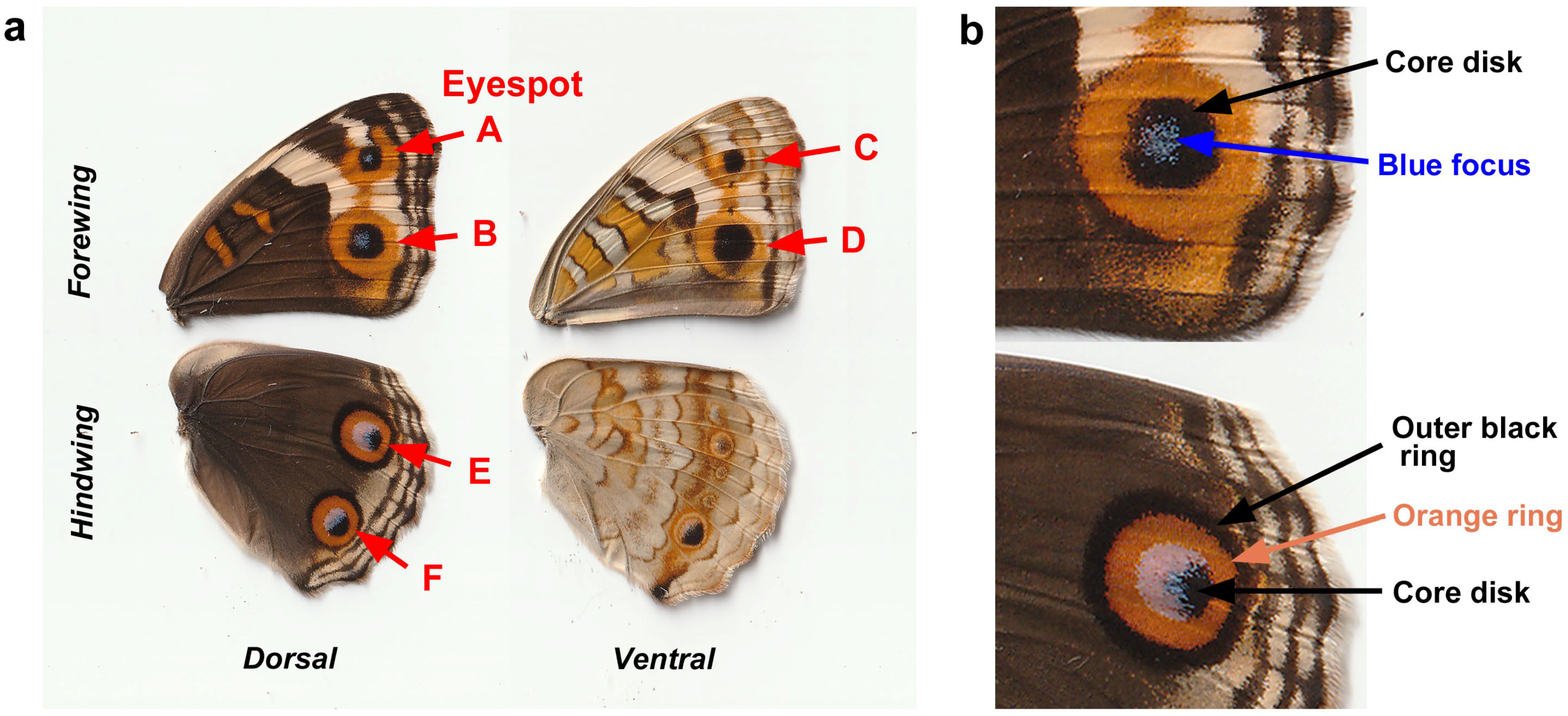 TRPA1 for Butterfly Eyespot Formation